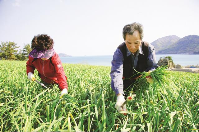 [신팔도명물] 매콤·알싸한 맛 일품…면역력 높이는 '밥상 보물'