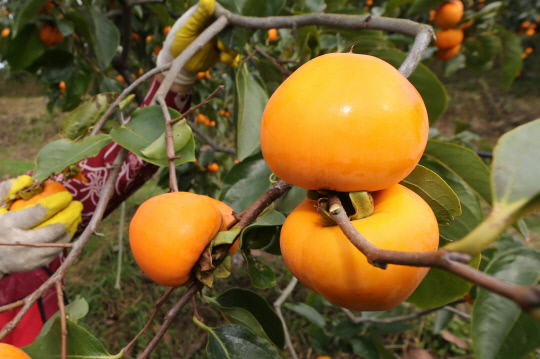[신팔도명물] 달콤 쫄깃 겨울철 영양간식