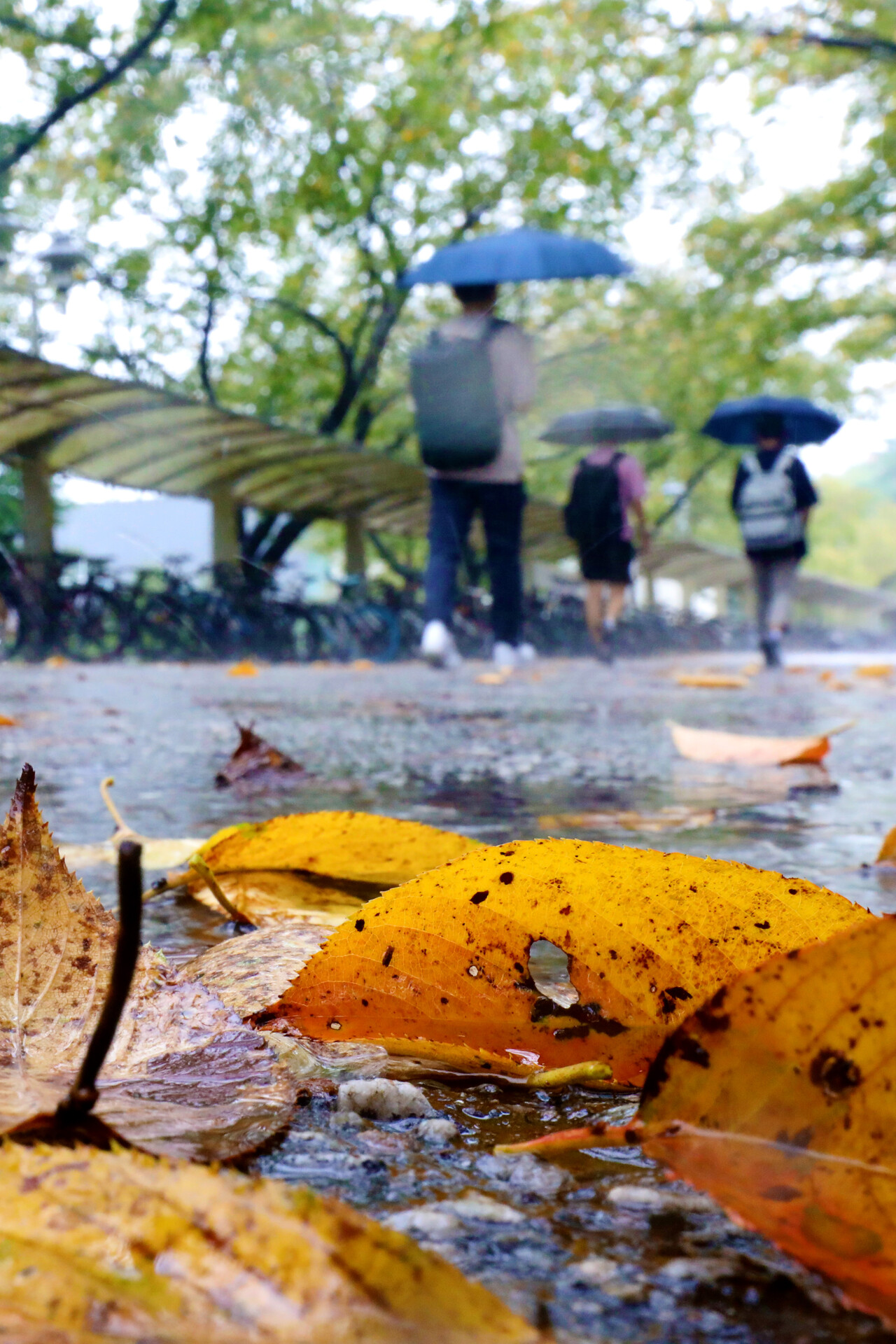 [포토] 추적추적 비 내리는 캠퍼스...가을이 성큼 왔어요