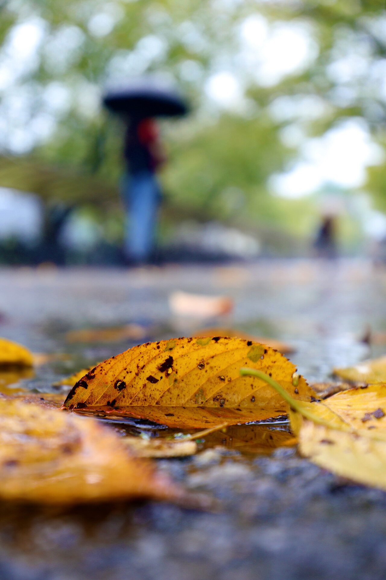 [포토] 추적추적 비 내리는 캠퍼스...가을이 성큼 왔어요