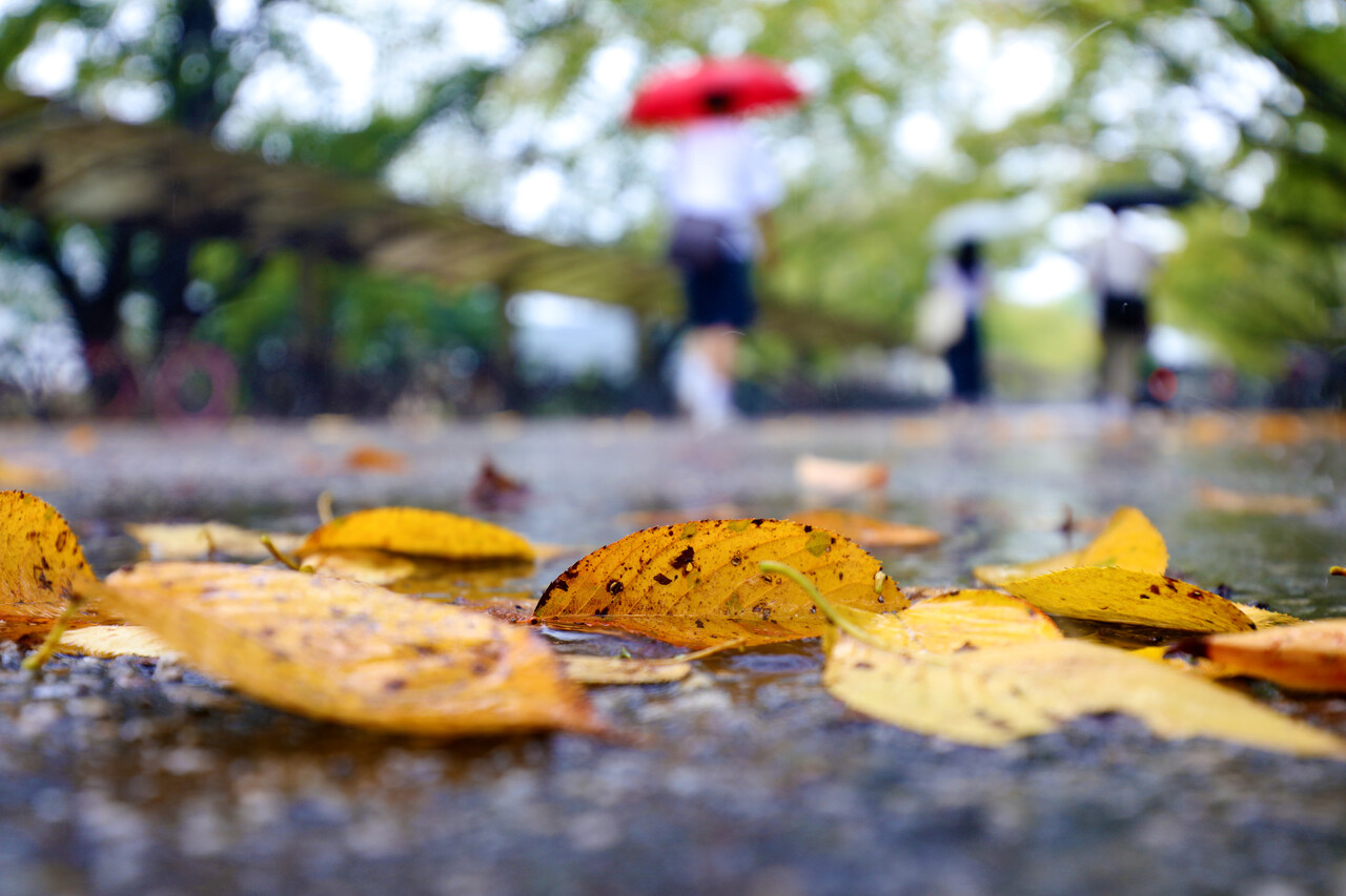 [포토] 추적추적 비 내리는 캠퍼스...가을이 성큼 왔어요